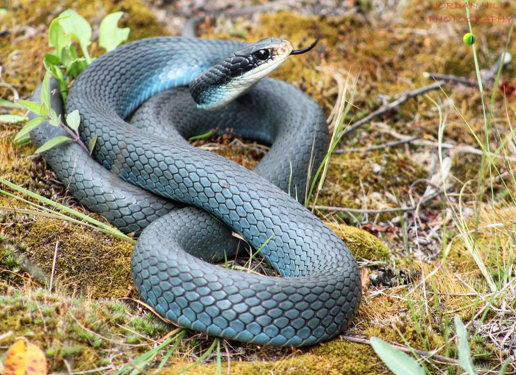 Attacked by a Swarm of Snakes - Pembine - Mikel B. Classen On The Road